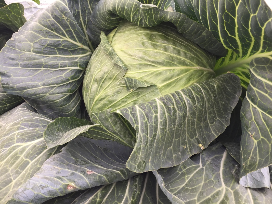 Hants D.A. - Talk - Development of Brassicas by Chris Bird | National ...