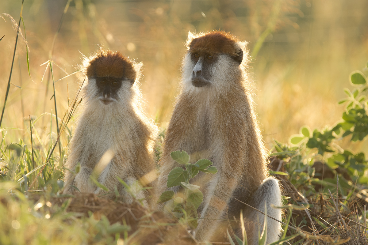 Social Media | Primate Society of Great Britain