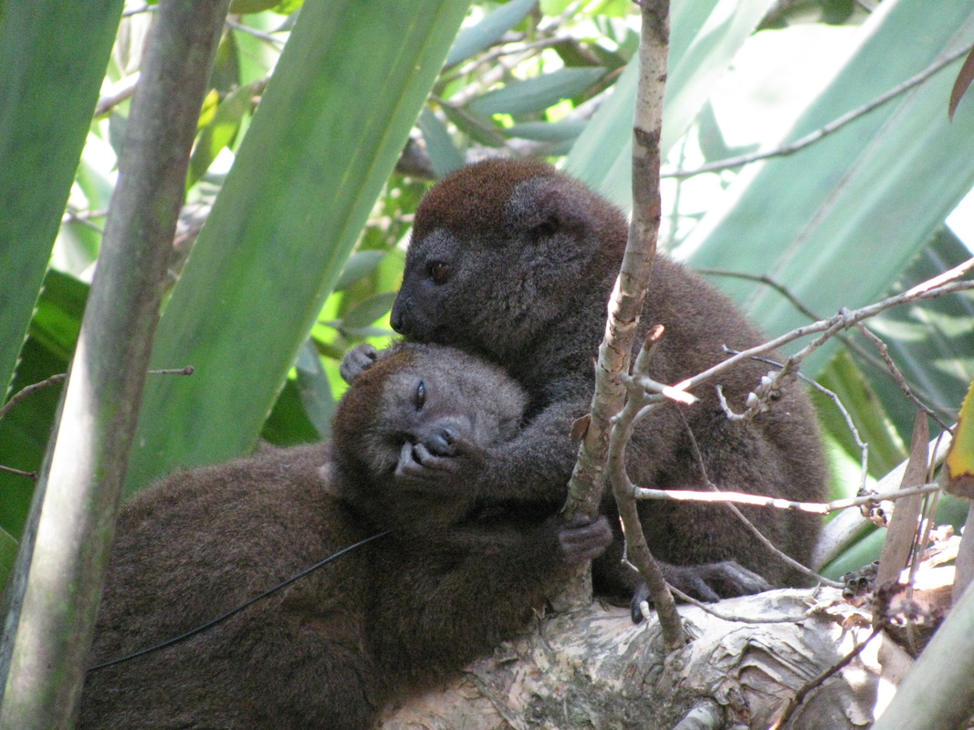 Fundraising | Primate Society of Great Britain